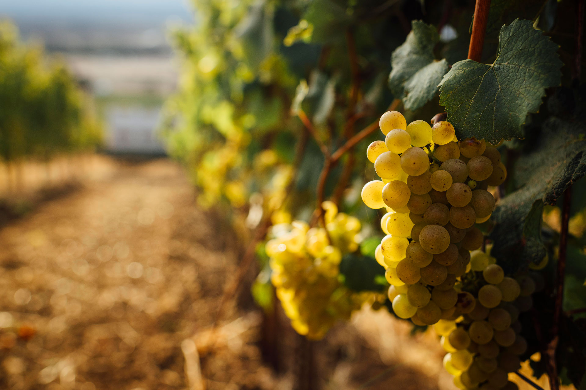 Legacy - Witness Tree Vineyard